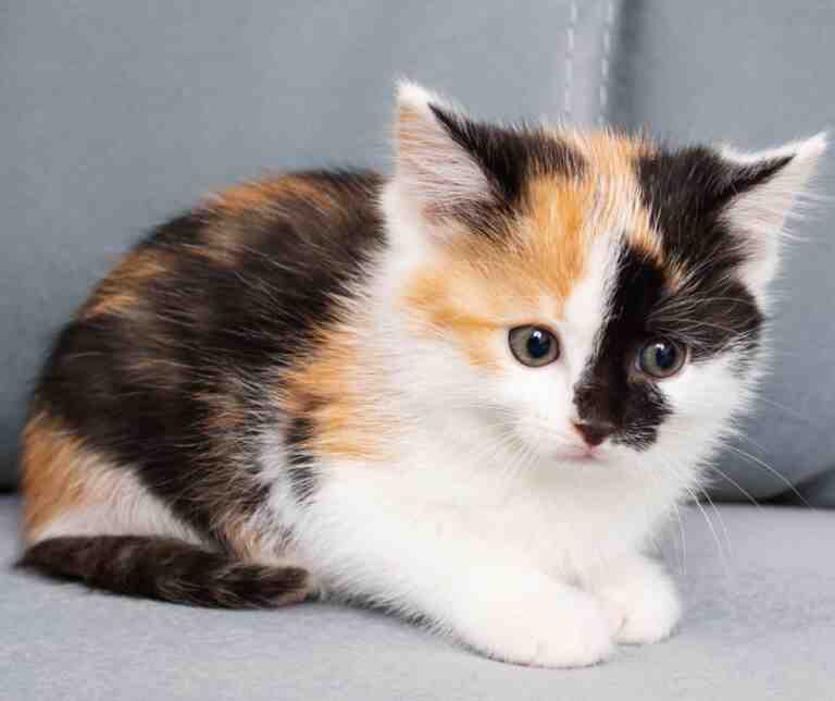 Calico Cats: A Deep Dive Into Their Colorful World - Cat Adoptions Central