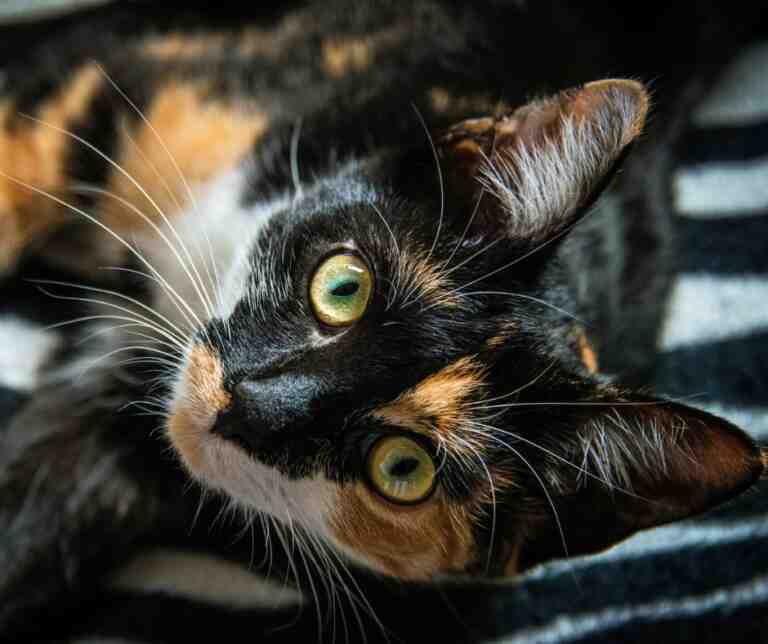 Cat Breeds From A To Z With Pictures - Cat Adoptions Central