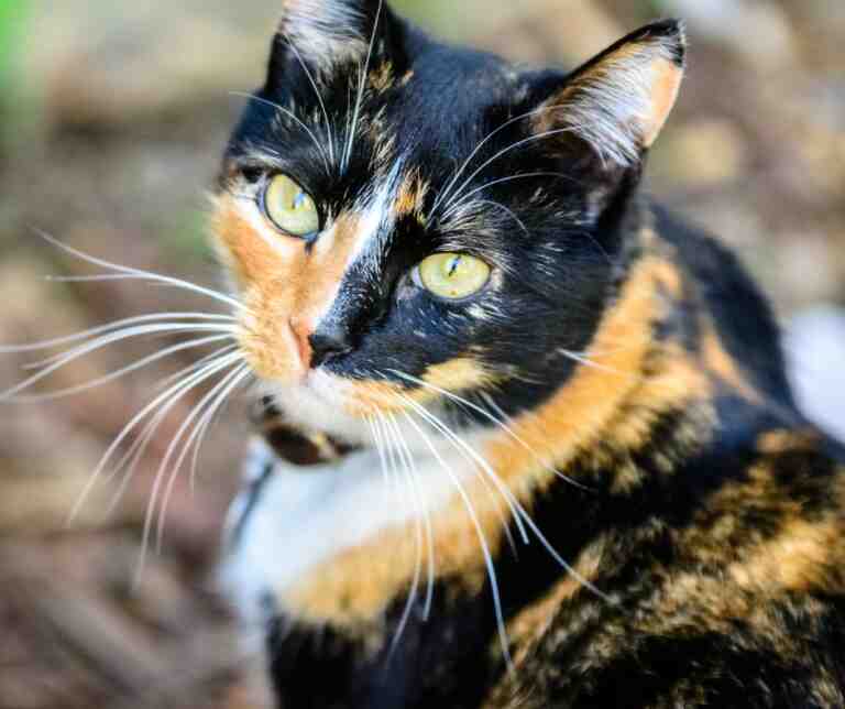 Calico Cats: A Deep Dive Into Their Colorful World - Cat Adoptions Central