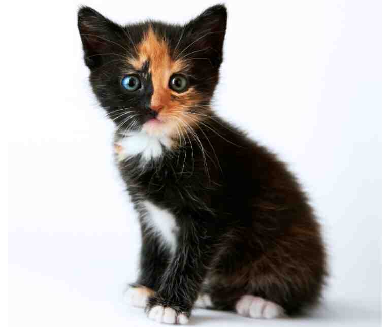 Calico Cats: A Deep Dive Into Their Colorful World - Cat Adoptions Central