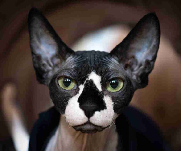 Cornish Rex Cats: Discover Their Curly-Coated Charms - Cat Adoptions ...