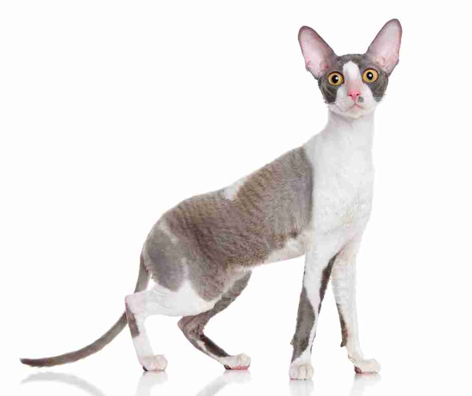 Cornish Rex Cats: Discover Their Curly-Coated Charms - Cat Adoptions ...