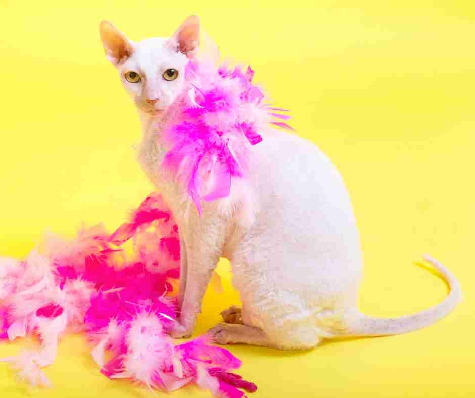 Cornish Rex Cats: Discover Their Curly-Coated Charms - Cat Adoptions ...