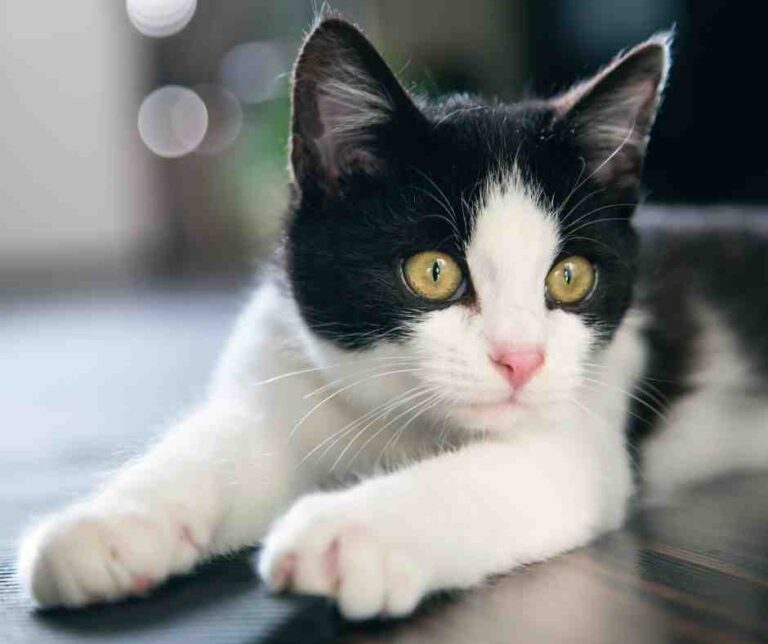 Bicolor Cats: Understanding Their Genetics, Personality, And Health ...