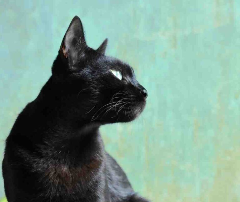 Unique Black Cat Names Suggestions - Cat Adoptions Central