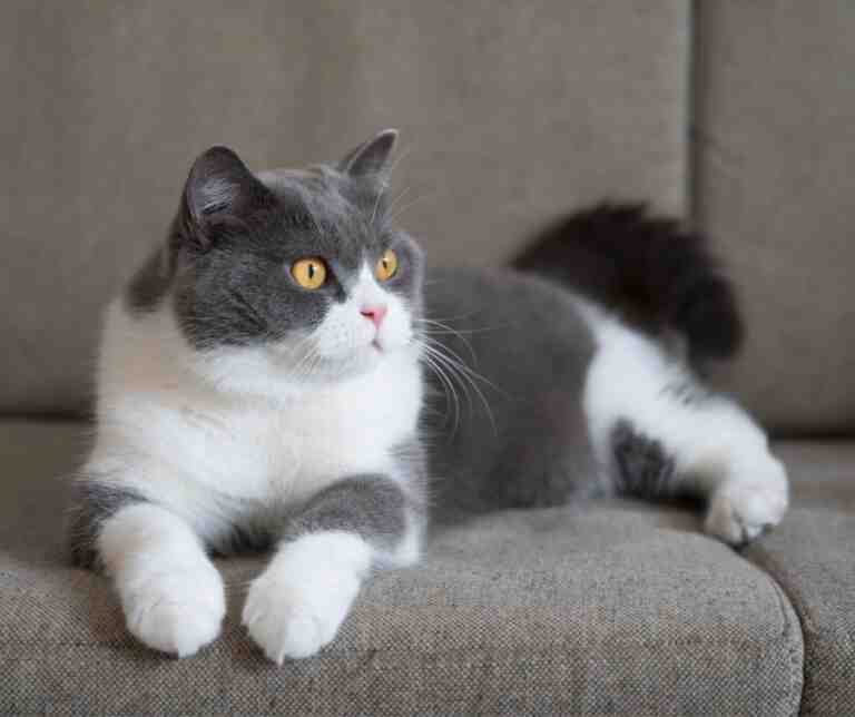Paws And Patterns: The Unique World Of Bicolor Cat Breeds - Cat ...