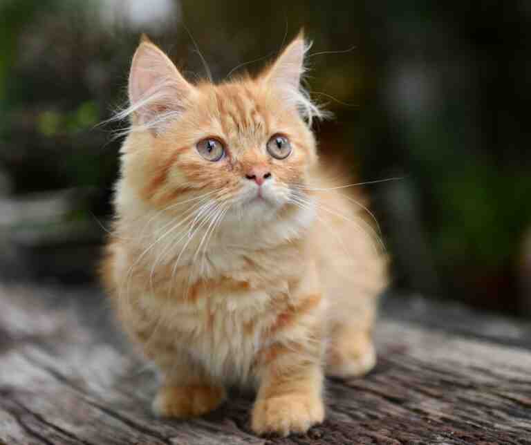 Munchkin Cats: The Adorable Breed With Short Legs And Big Hearts - Cat ...