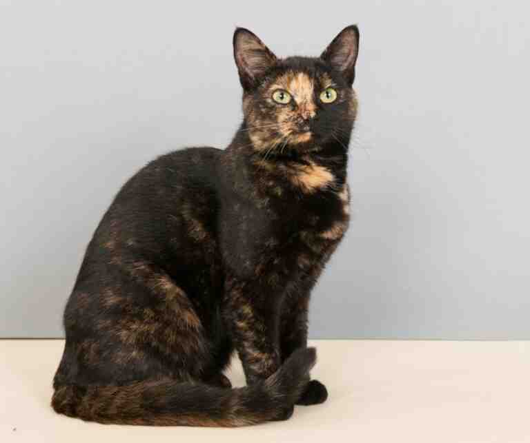 Tortoiseshell Cats: A Comprehensive Guide To Their History, Behavior ...