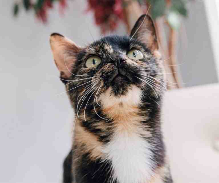 Tortoiseshell Cats: A Comprehensive Guide To Their History, Behavior ...