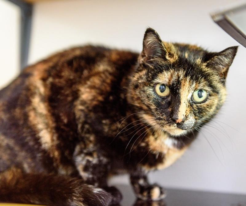 Tortoiseshell Cats: A Comprehensive Guide To Their History, Behavior ...