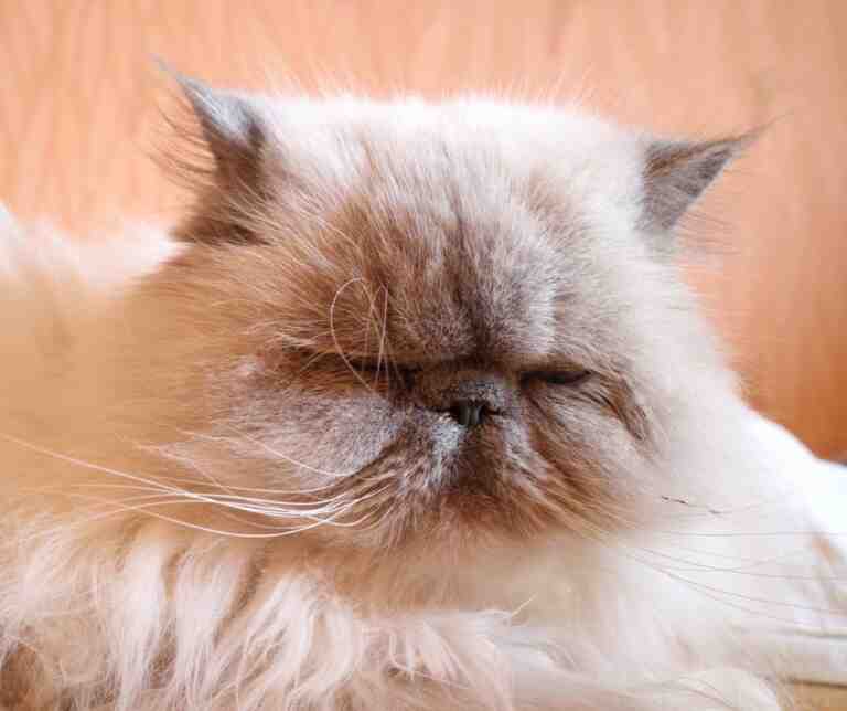 Himalayan Cats - All About The Himalayan Cat Breed - Cat Adoption Central
