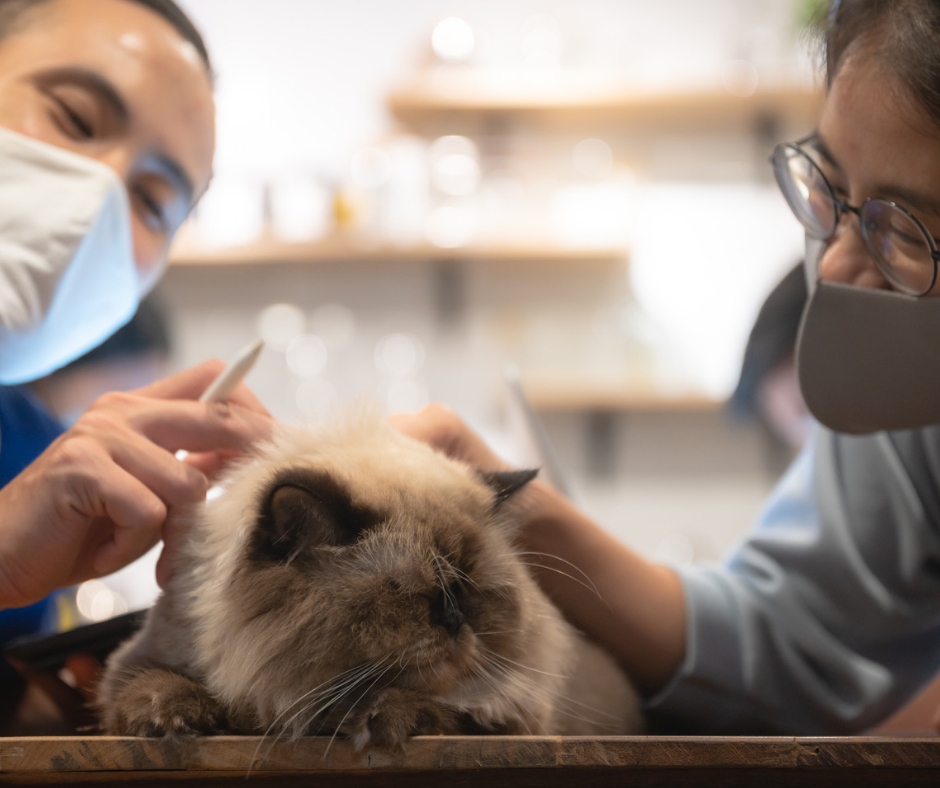 Himalayan Cats - All About The Himalayan Cat Breed - Cat Adoption Central