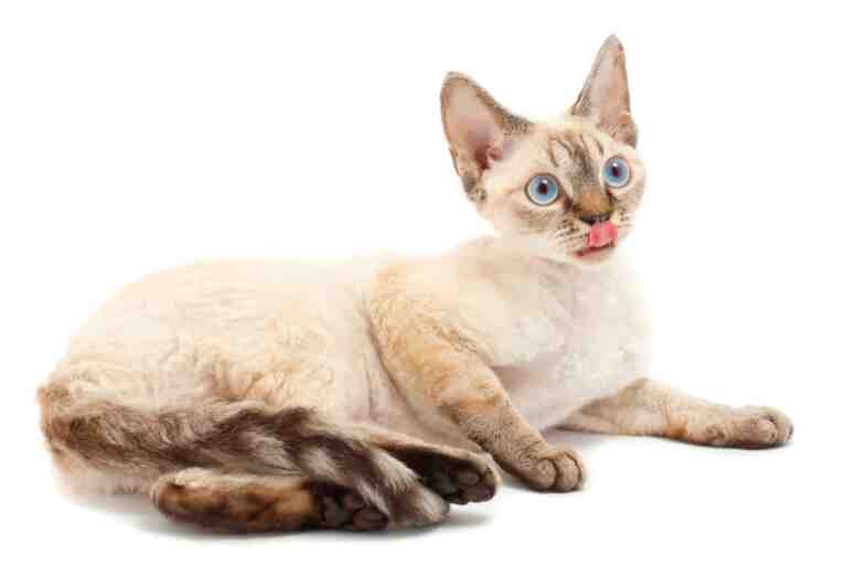 Devon Rex Cats Breed Info History Personality Temperament Lifespan ...
