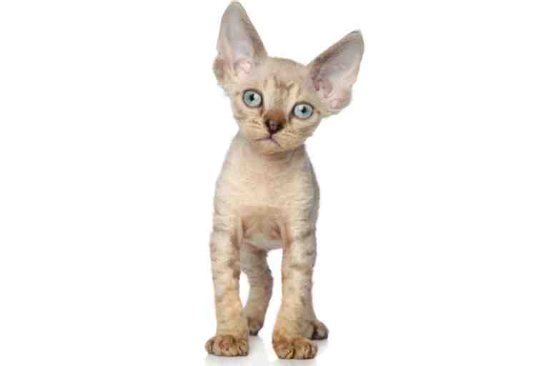 Devon Rex Cats Breed Info History Personality Temperament Lifespan ...