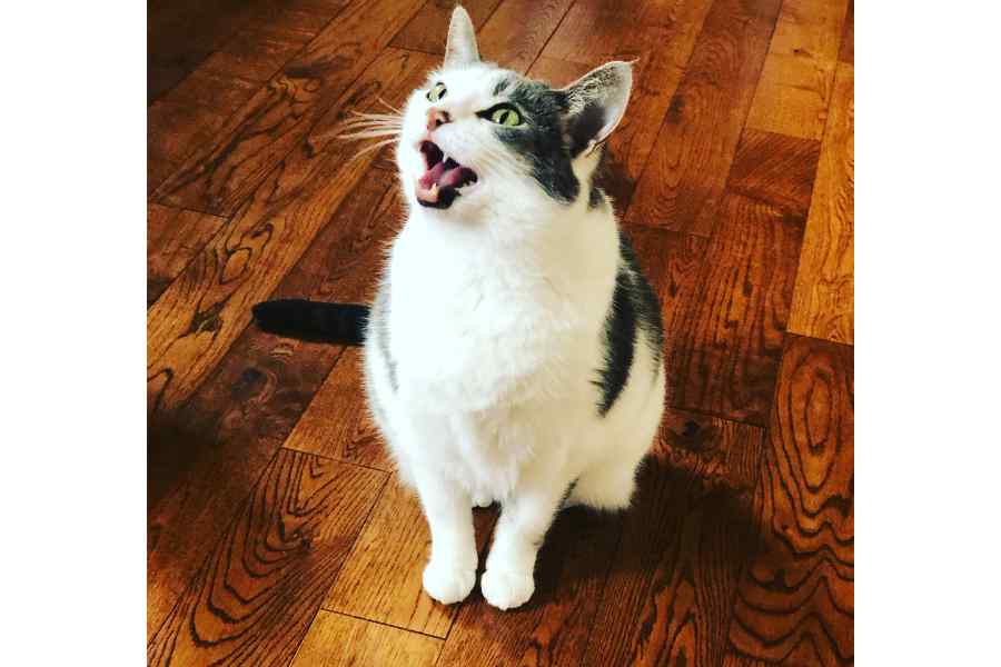 Cat Behavior Demystified - Excessive Meowing - Cat Adoptions Central