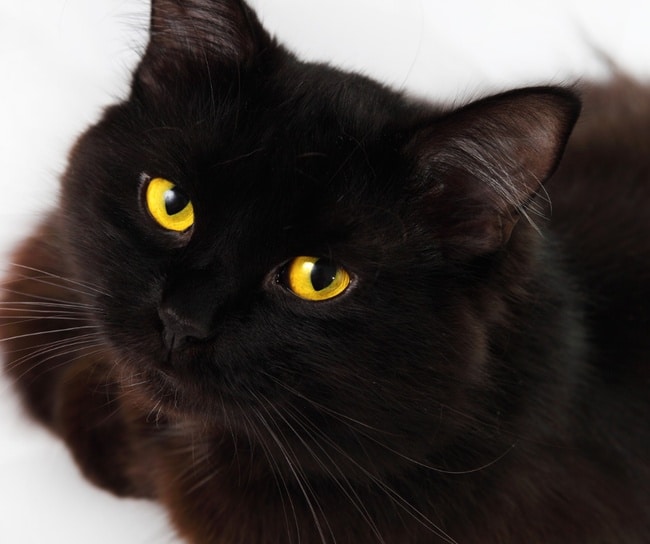 York Chocolate Cats: The Perfect Blend Of Elegance And Playfulness ...