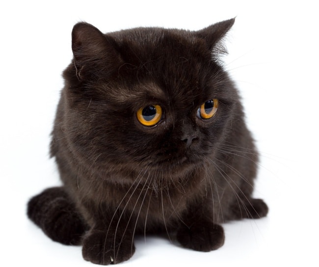 York Chocolate Cats: The Perfect Blend Of Elegance And Playfulness ...