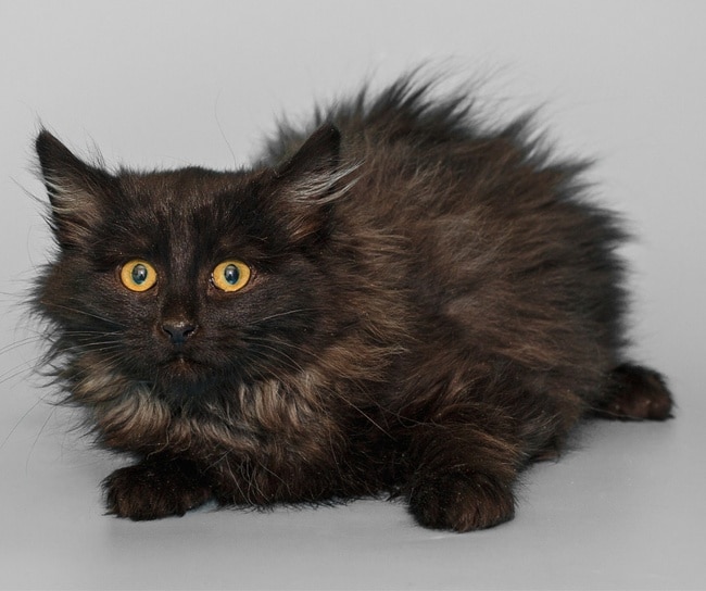 York Chocolate Cats: The Perfect Blend Of Elegance And Playfulness ...