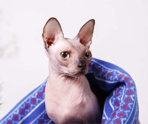 Sphynx Cat Breed Guide : From Hairless Wonders To Loving Companions ...