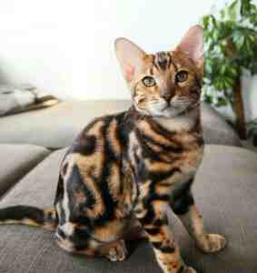 Cheetoh Cats: A Closer Look At This Exotic Feline Breed