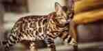 Cheetoh Cats: A Closer Look At This Exotic Feline Breed