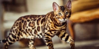 Cheetoh Cats: A Closer Look At This Exotic Feline Breed