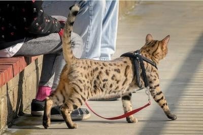 Cheetoh Cats: A Closer Look At This Exotic Feline Breed