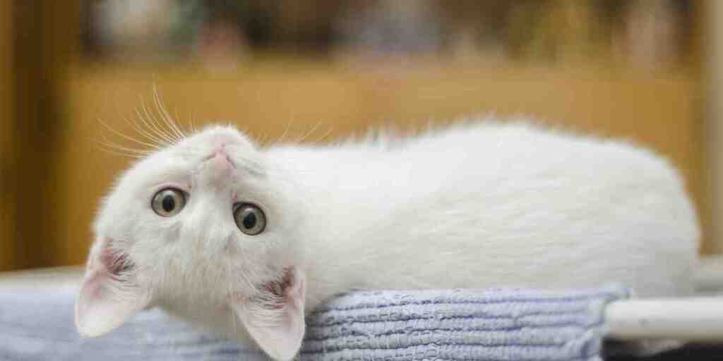 Cats For Adoption Near You - Cat Adoptions Central - Cat Adoption Central