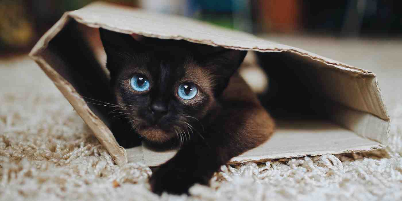 Preloved Cats For Adoption Near You - Cat Adoptions Central - Cat ...